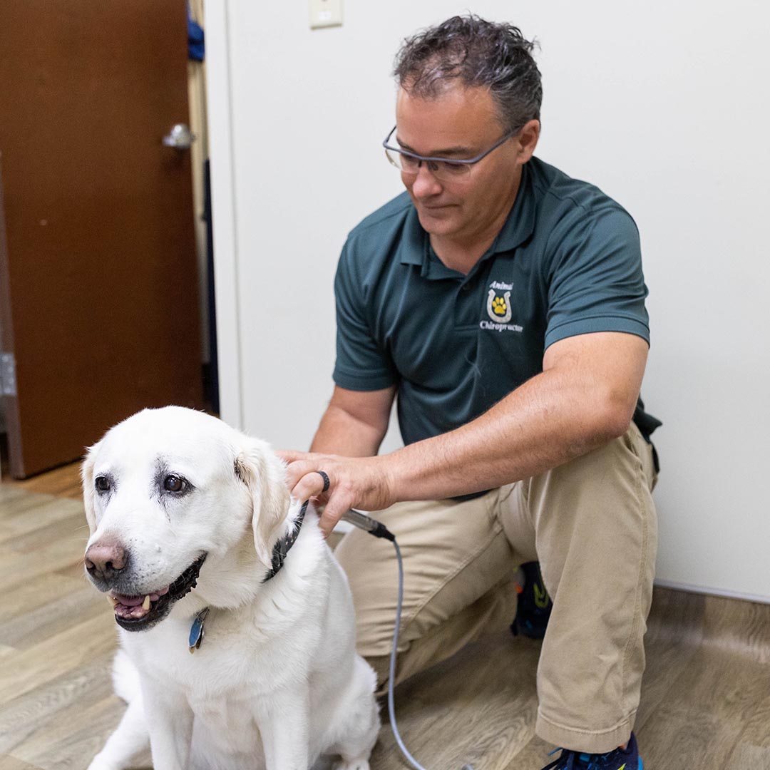 Jason R. Lewis, D.C. | Bridgewater Veterinary Hospital