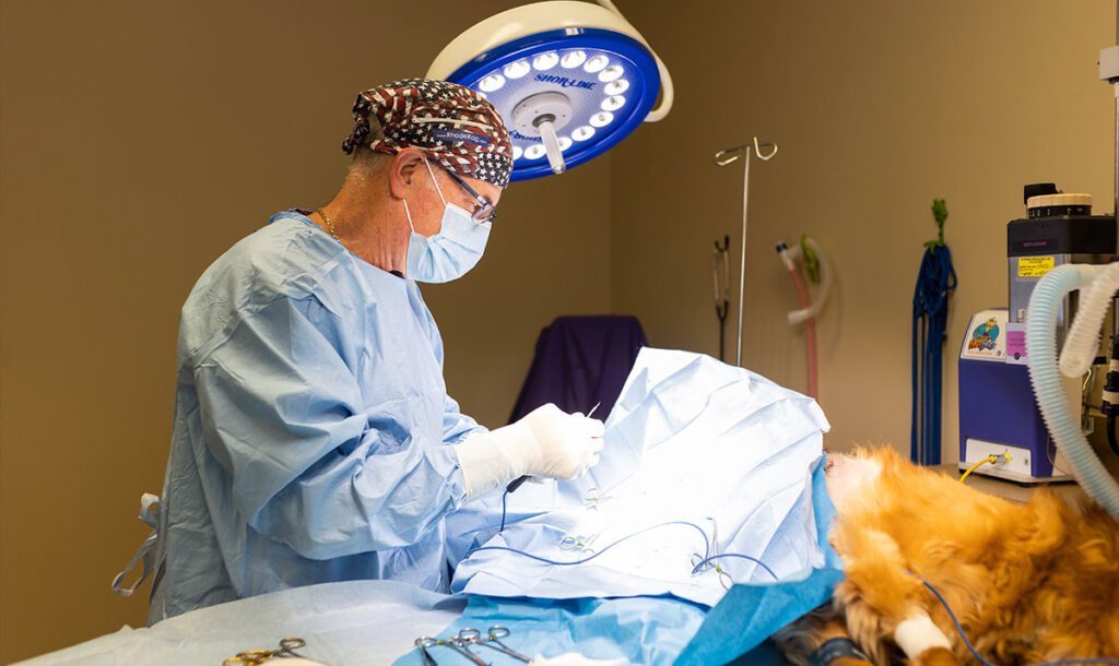 Surgery for Pets in Bridgewater, NJ | Bridgewater Veterinary Hospital