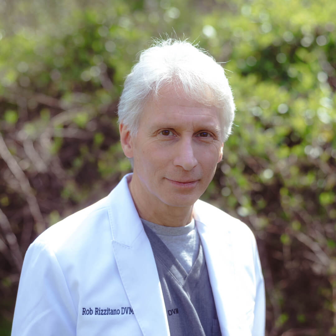 Rob Rizzitano, DVM, CVA | Bridgewater Veterinary Hospital