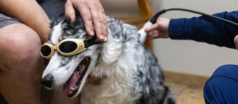 Pet Laser Therapy in Bridgewater, NJ | Bridgewater Veterinary Hospital